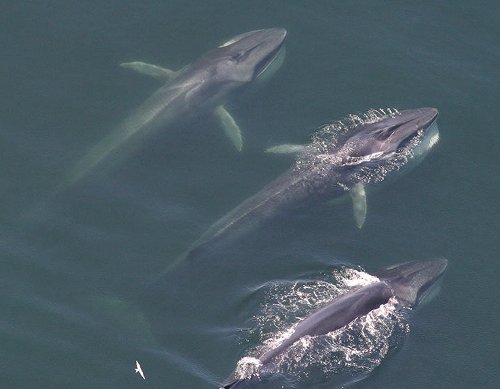SilverMedals.net | » Finback Whale — World’s Second-Largest Animal